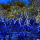Delta Blue Carbon – Mangrove Restoration In Sindh – Delta Blue Carbon ...