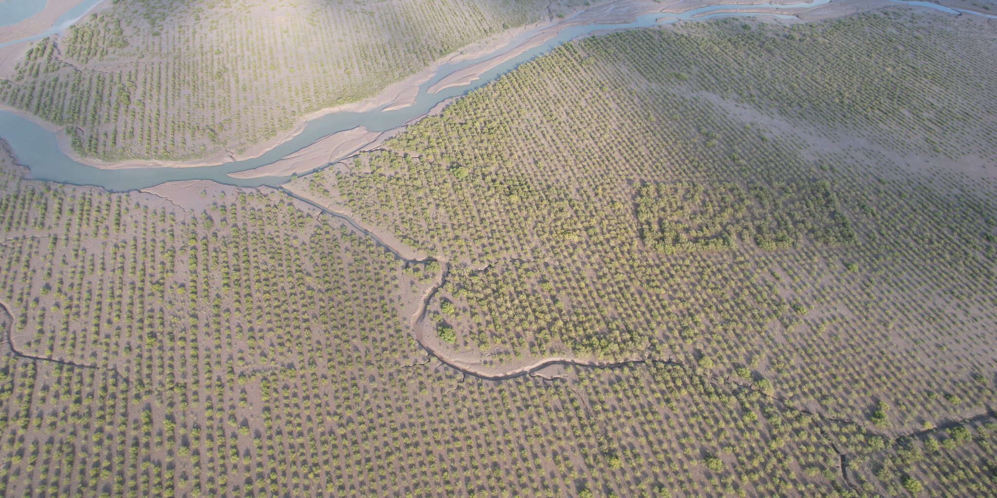 Delta Blue Carbon – Mangrove Restoration In Sindh – Delta Blue Carbon ...