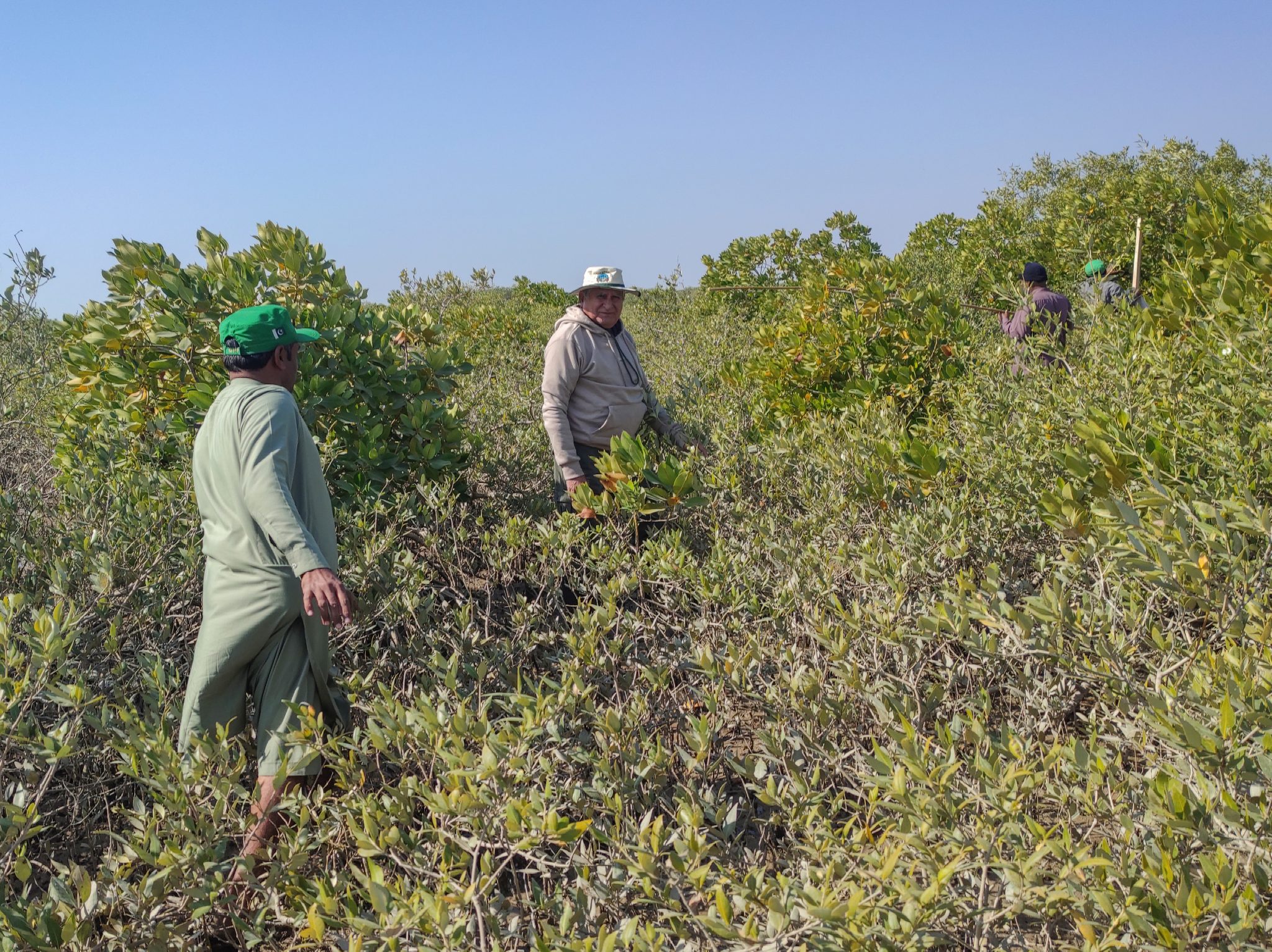 Delta Blue Carbon – Mangrove Restoration In Sindh – Delta Blue Carbon ...