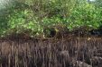 Delta Blue Carbon – Mangrove Restoration In Sindh – Delta Blue Carbon ...